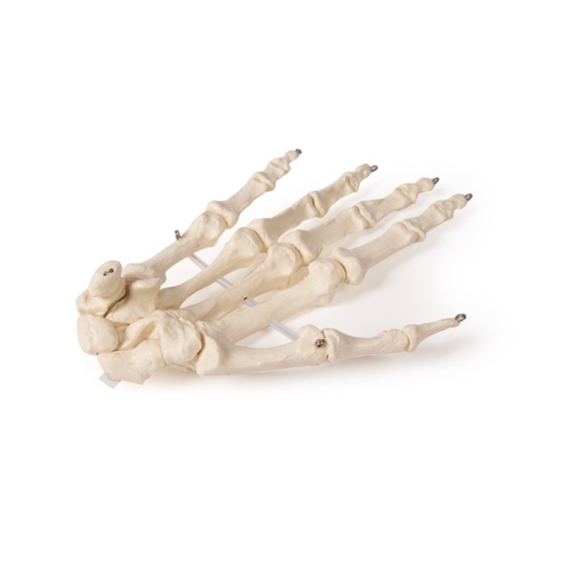 Erler-Zimmer Hand Skeleton Anatomy Model - LabWorld.co.uk